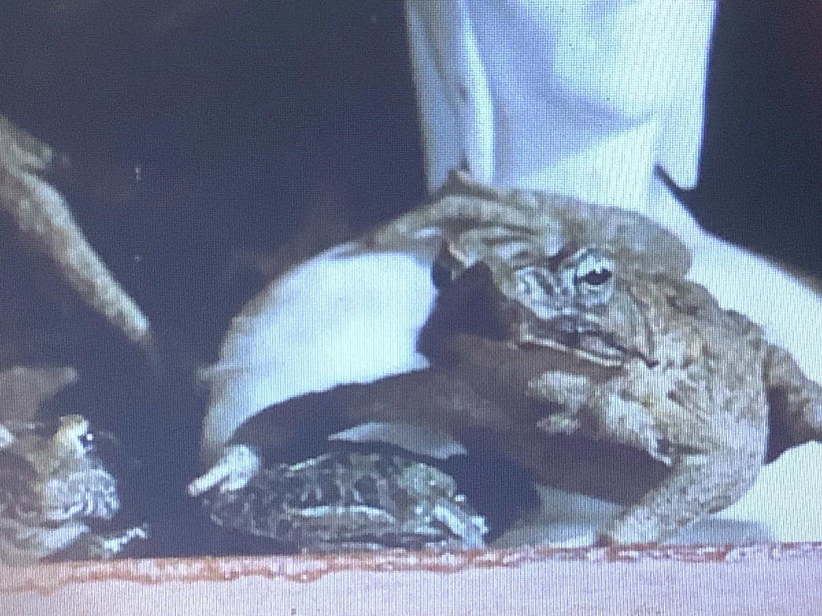 Frogs (1972) | Youtubescratch Wiki | Fandom