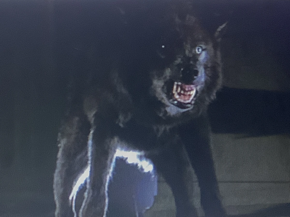 Wolfen (1981) | Youtubescratch Wiki | Fandom