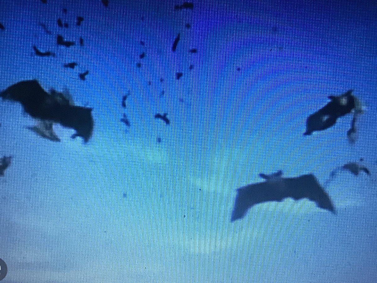 Bats (I-Zenborg) | Youtubescratch Wiki | Fandom