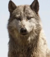 101 Wolves (1961) | Youtubescratch Wiki | Fandom