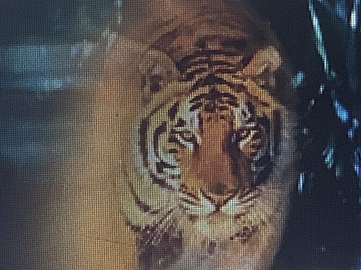 Tiger Youtubescratch Wiki Fandom