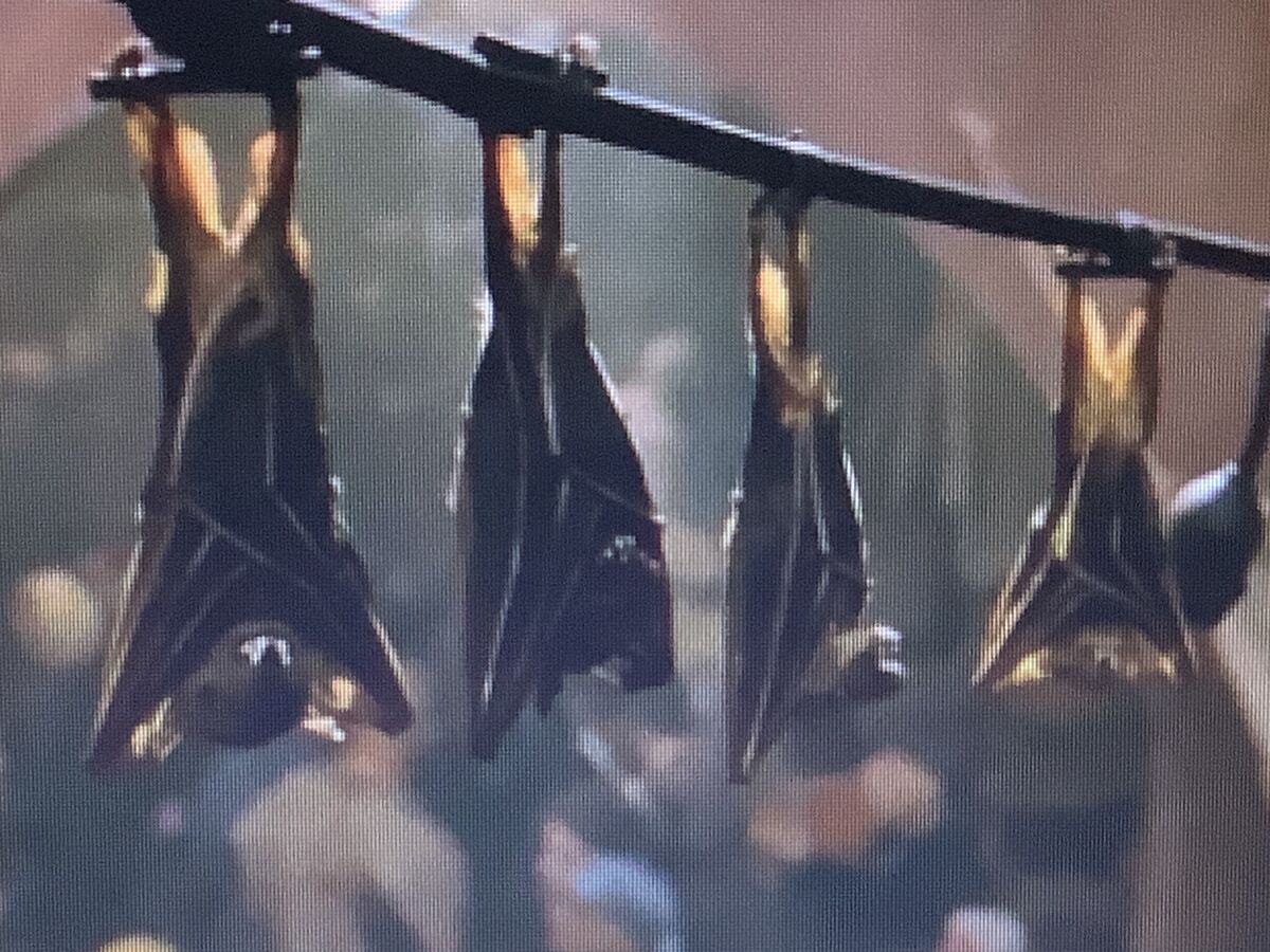 Bats Jumanji Youtubescratch Wiki Fandom
