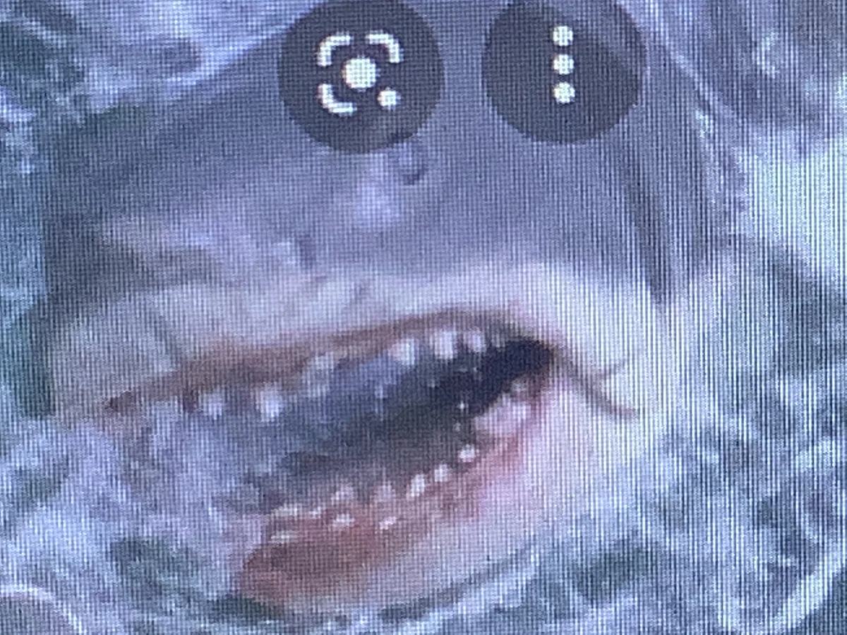 The Shark | Youtubescratch Wiki | Fandom