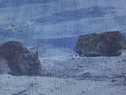 Toronto Rats | Youtubescratch Wiki | Fandom