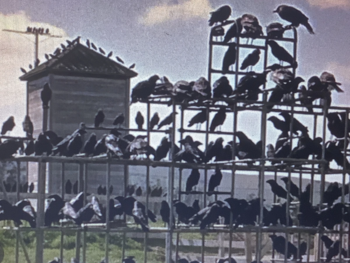 Crows | Youtubescratch Wiki | Fandom