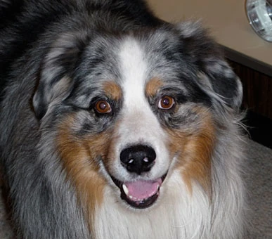 YoYoLoco | YoYo Wiki | Fandom