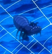 Spider Token (anime) | Yu-Gi-Oh! Wiki | Fandom