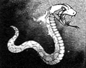 Lightserpent (manga) | Yu-Gi-Oh! Wiki | Fandom