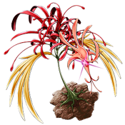 Card Gallery:Phoenixian Cluster Amaryllis | Yu-Gi-Oh! Wiki | Fandom