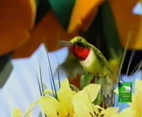 Harvey the Hummingbird | Yuna's Princess adventure Wikia | Fandom