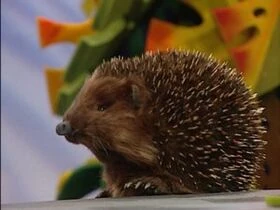 Hetty the Hedgehog | Yuna's Princess adventure Wikia | Fandom