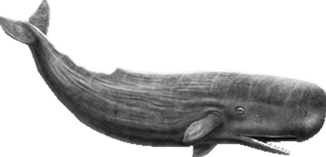 Moby Dick | Yuna's Princess adventure Wikia | Fandom