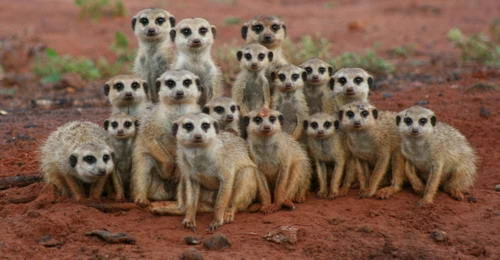 Lerenity Mob | The YVPro Meerkats Wiki | Fandom