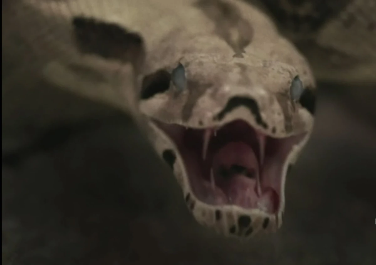 Zombie Snake | Z Nation Wiki | Fandom