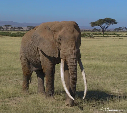 African Bush Elephant | The Zoboomafoo Wiki | Fandom