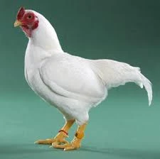 Chicken | The Zoboomafoo Wiki | Fandom