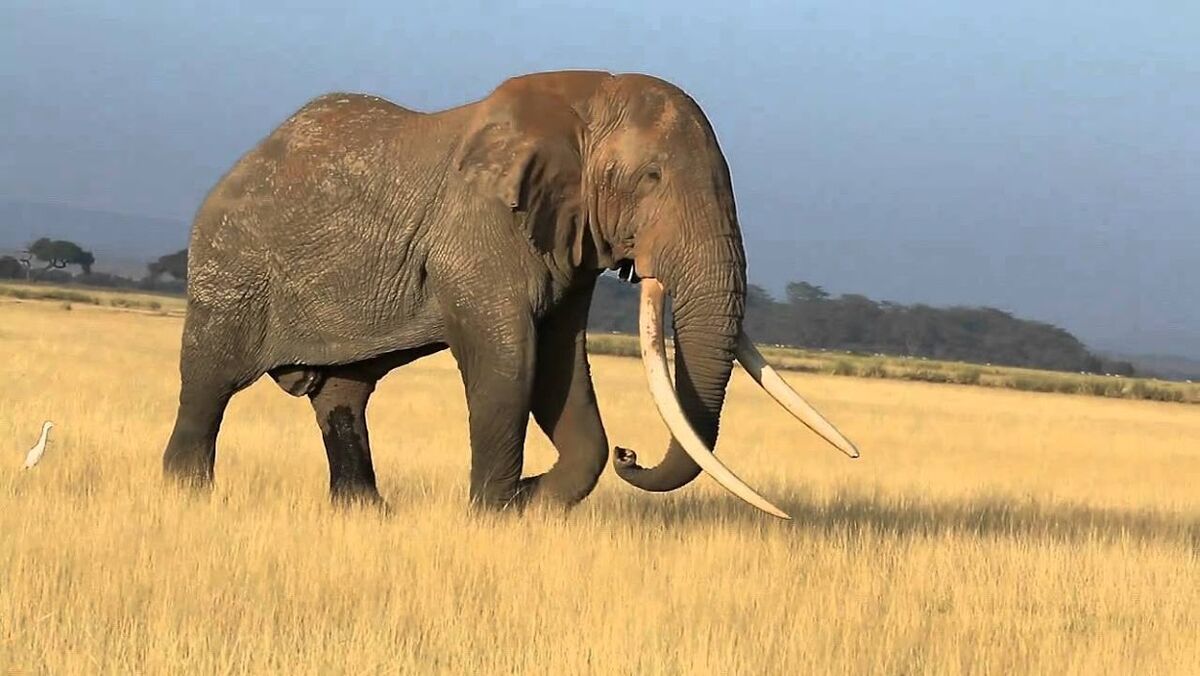 African Bush Elephant | The Zoboomafoo Wiki | Fandom African Bush Elephant | The Zoboomafoo Wiki | Fandom