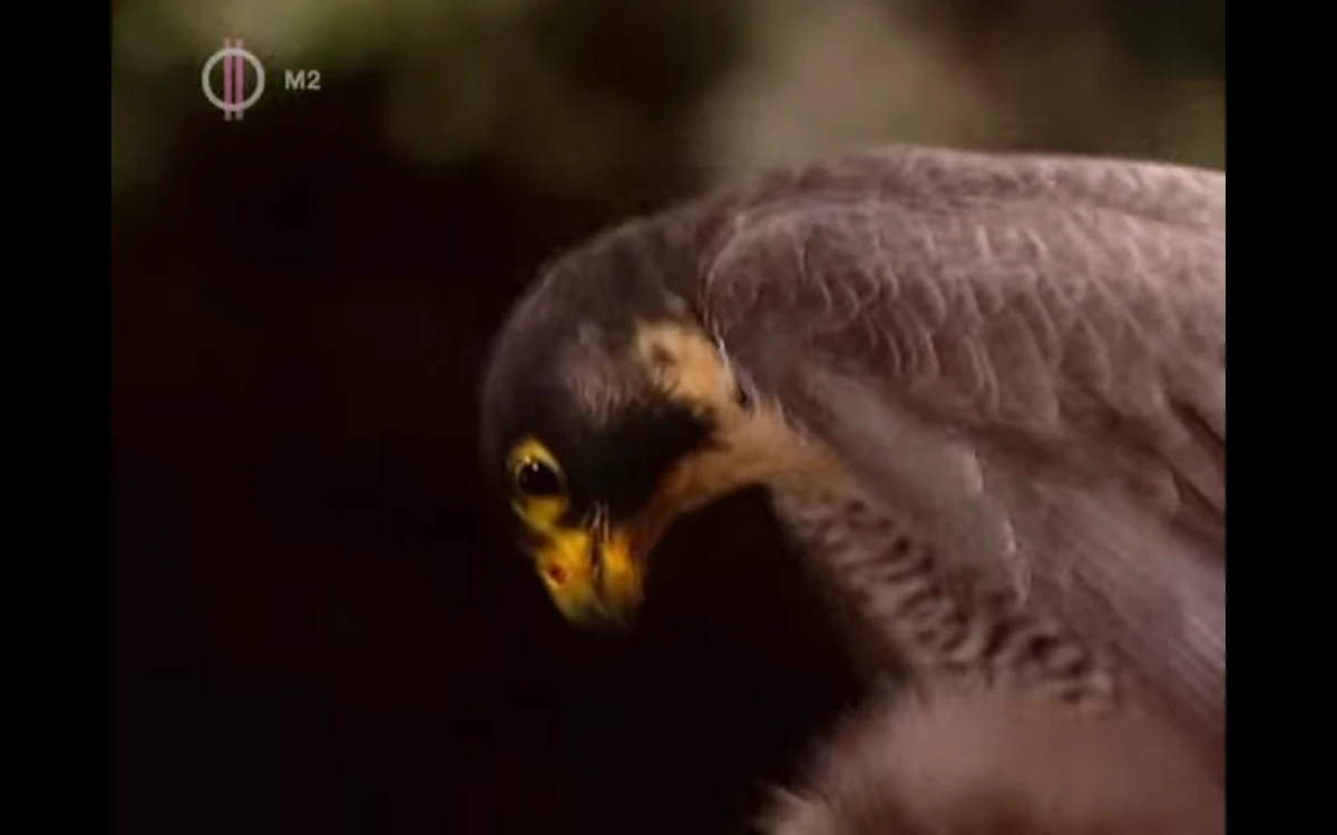 Stickyfeet | The Zoboomafoo Wiki | Fandom