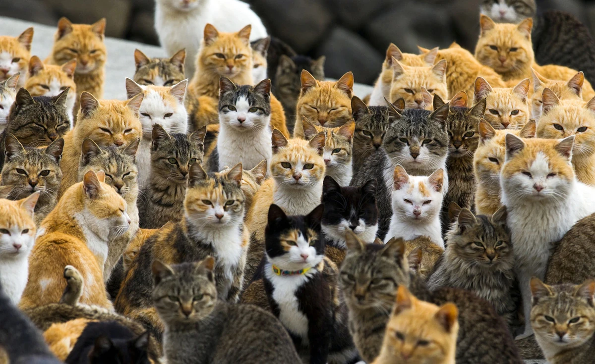 Cats | Zachary Wiki | Fandom