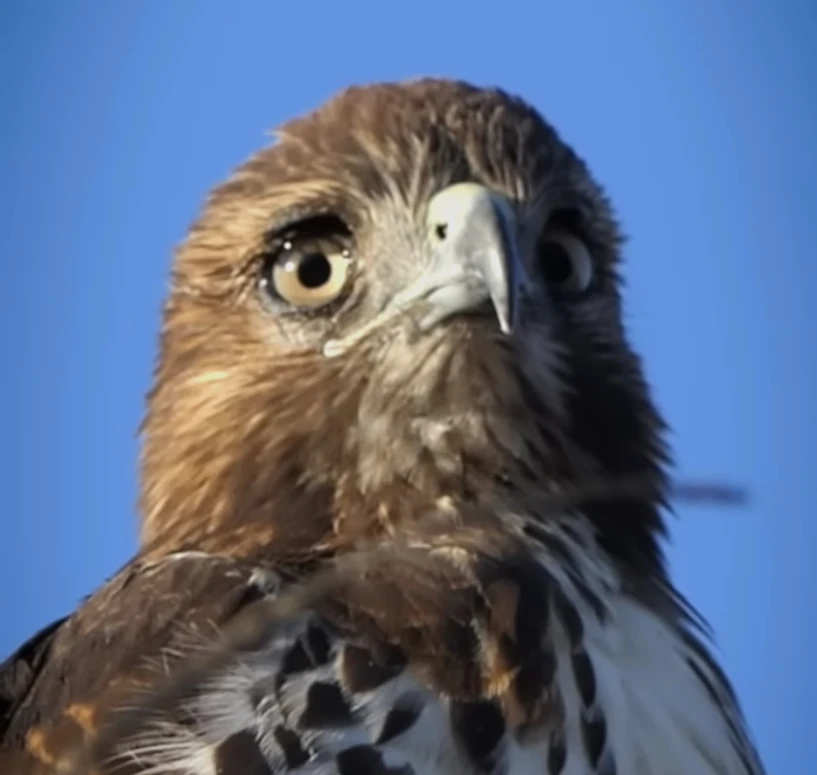 Hawk | Zack D. Films Wiki | Fandom