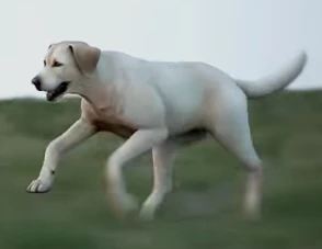 Dog | Zack D. Films Wiki | Fandom