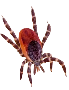 Tick | Zack D. Films Wiki | Fandom