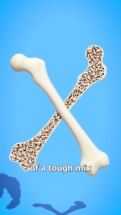 How Strong Are Human Bones? 🤔 | Zack D. Films Wiki | Fandom