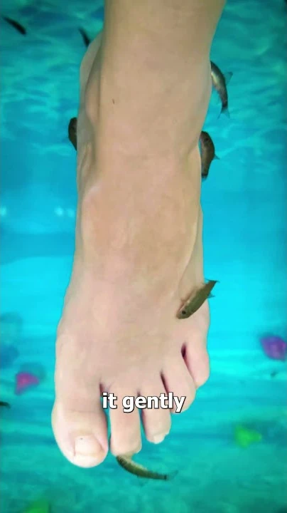 Fish Pedicures 🤔 (explained) | Zack D. Films Wiki | Fandom
