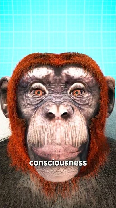 Monkey Head Transplant 🐒 (explained) | Zack D. Films Wiki | Fandom