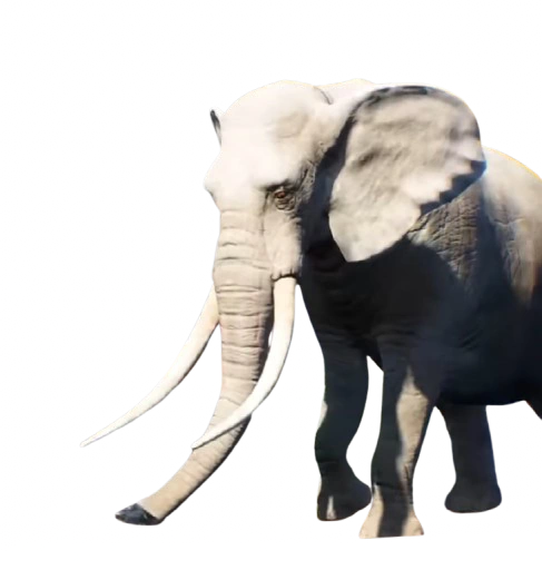 Elephant | Zack D. Films Wiki | Fandom