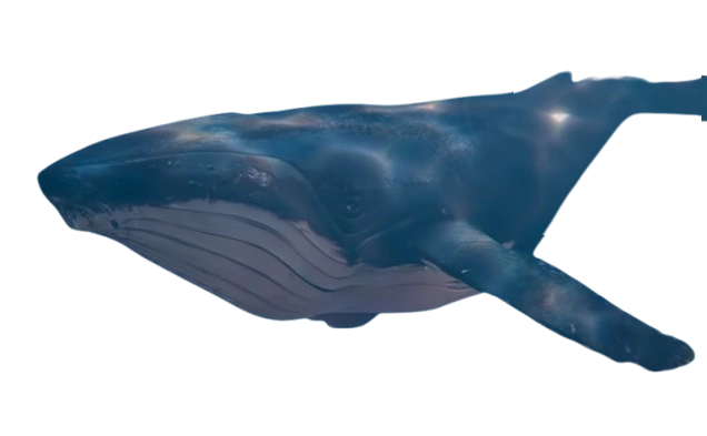 Whale | Zack D. Films Wiki | Fandom