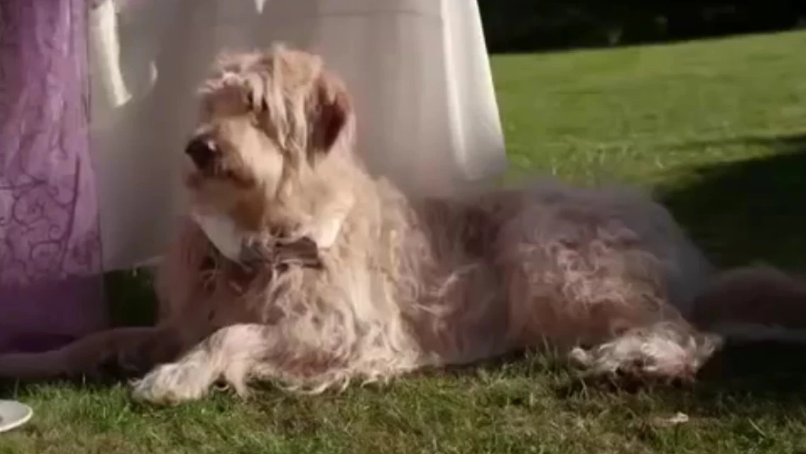 Humphrey | Zapped Wiki | Fandom