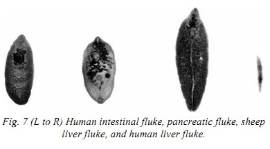 Parasites and Pollution (CFAD ch. 4) | Zapper Wiki | Fandom
