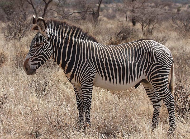 Grevys Zebra Zawa Mod Wiki Fandom