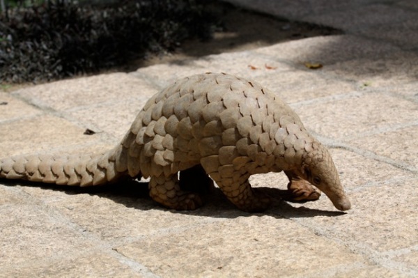 Indian Pangolin Zawa Mod Wiki Fandom