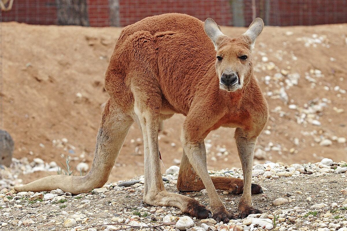 Red Kangaroo Zawa Mod Wiki Fandom