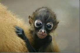 TRILOGENT EWOK MONKEY | ZEBMERRITTSBABYEWOKANDSTORY Wikia | Fandom