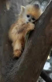 EWOK MONKEY | ZEBMERRITTSBABYEWOKANDSTORY Wikia | Fandom