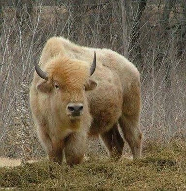 Joshinstreet Bison | Zedici Wiki | Fandom