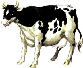 Cow | Zeldapedia | Fandom