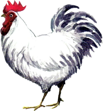 Cucco | Zeldapedia | Fandom