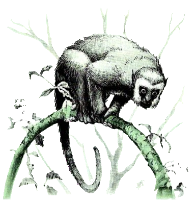 Mimi | The Legend of Zelda Wiki | Fandom