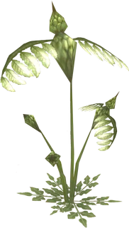 Hawk Grass - Zelda Wiki
