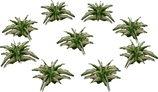 Rustling Grass - Zelda Wiki