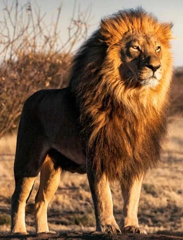 Lev | Země odvážných Wikia | Fandom