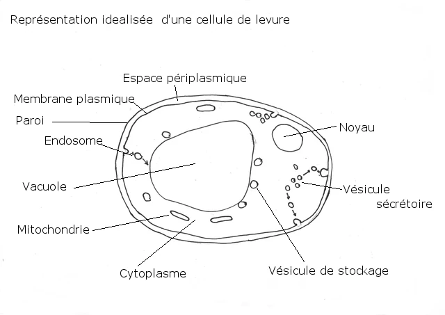 Système de récolte de levures | Wiki Zemlji | Fandom