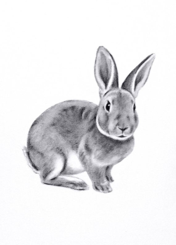 Lapin Wiki Zemlji Fandom