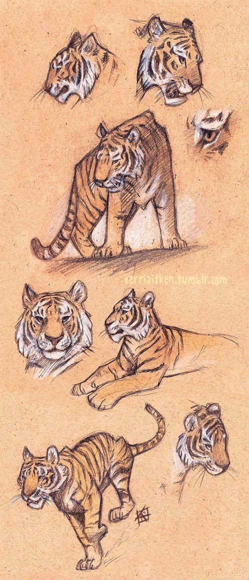Tigre Wiki Zemlji Fandom