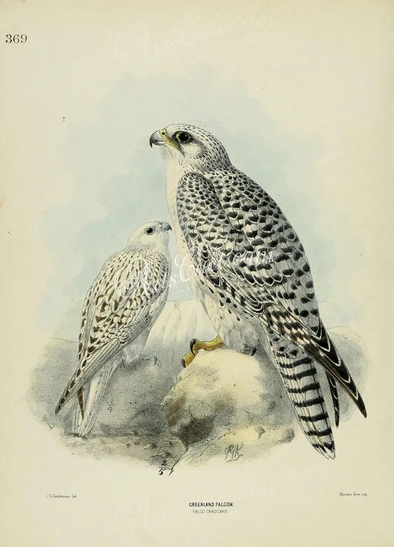 Faucon gerfaut | Wiki Zemlji | Fandom