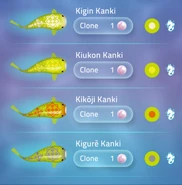 Kanki | Zen Koi 2 Wiki | Fandom
